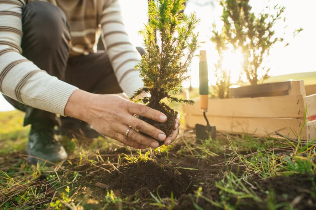 One Night, One Tree | Stay & Support Reforestation